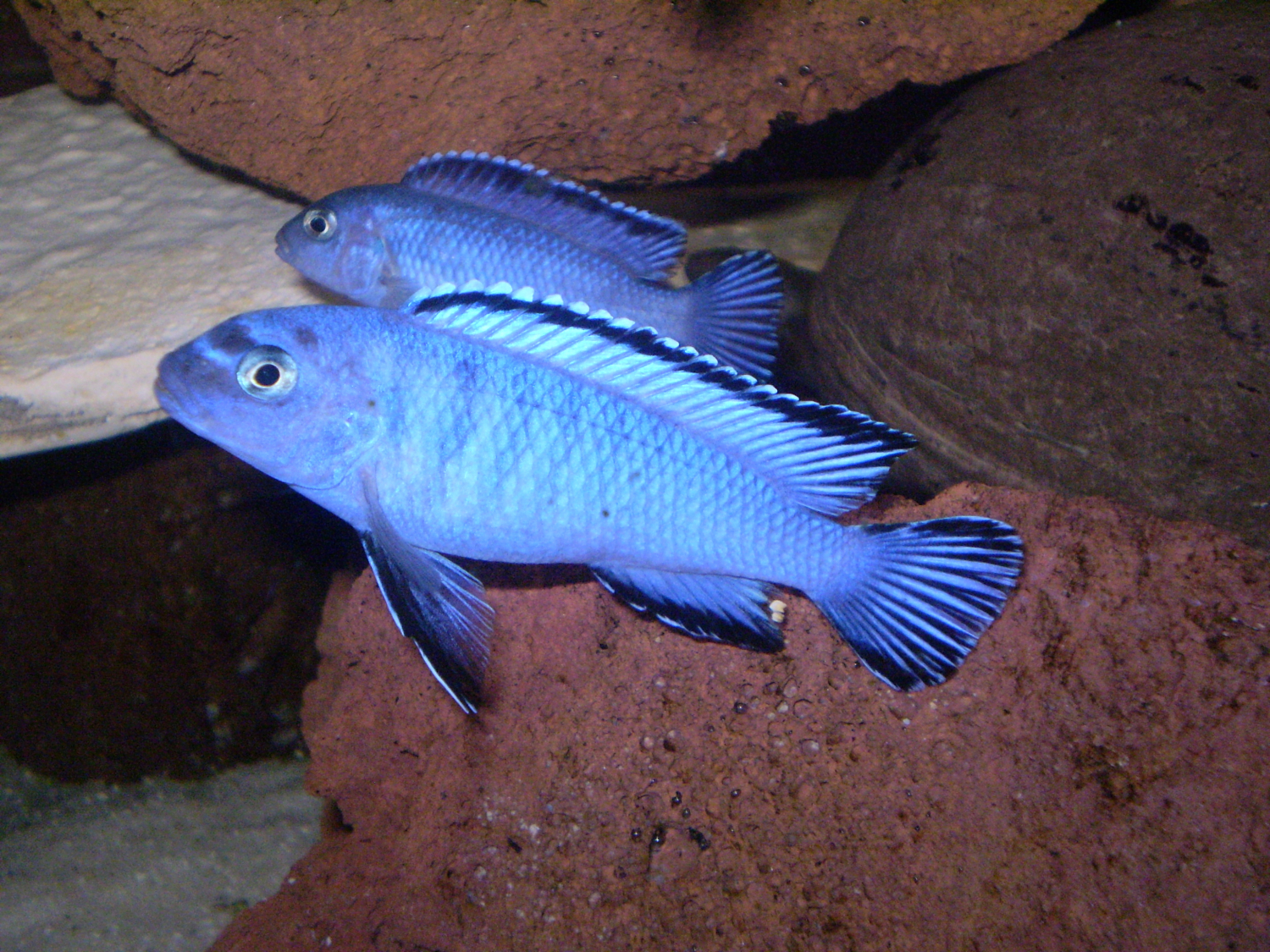 Pseudotropheus socolofi 5-7 cm. 5 stk - Stort udvalg i Cichlider